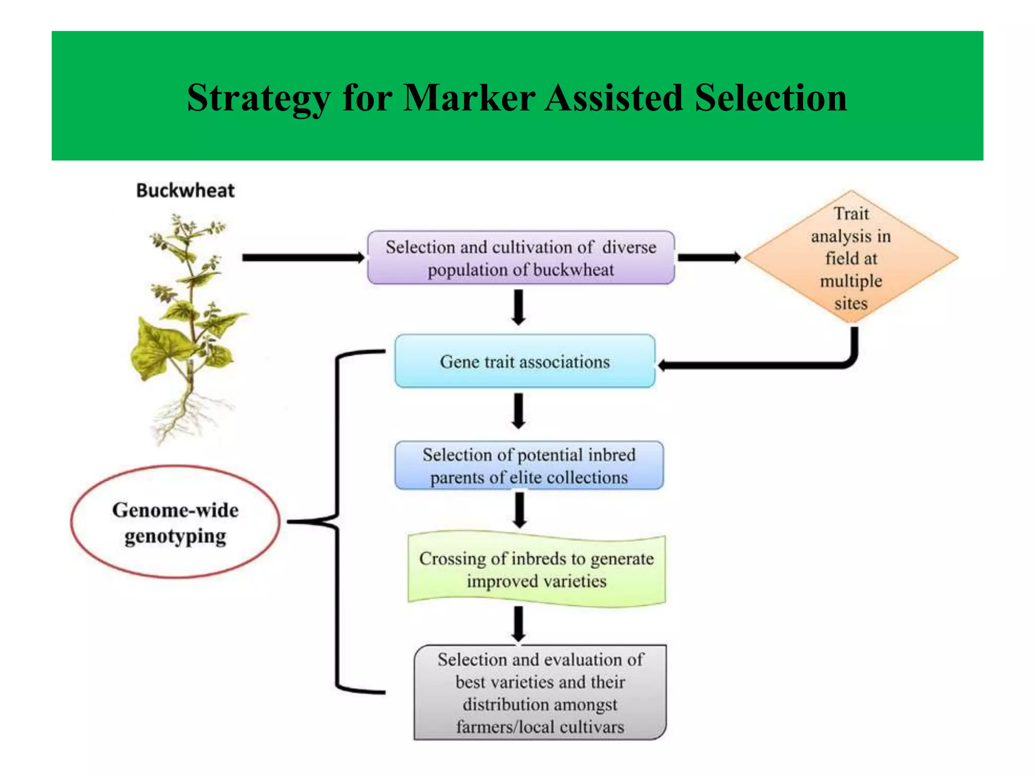 Marker assisted selection in plants | PPTX