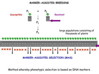 Marker assisted selection | PDF