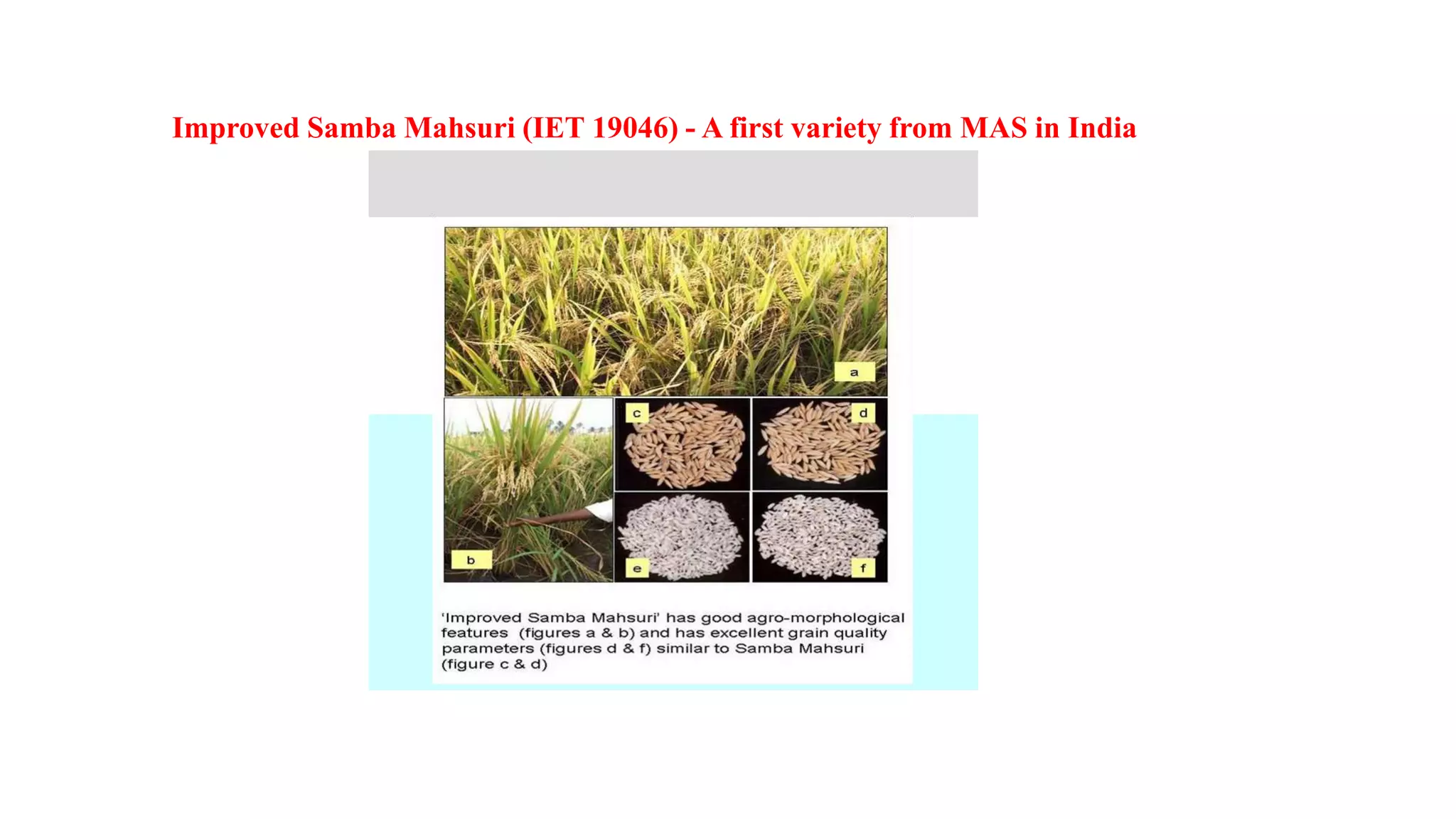 Marker Assisted Selection for Disease Resistance in Rice.pptx