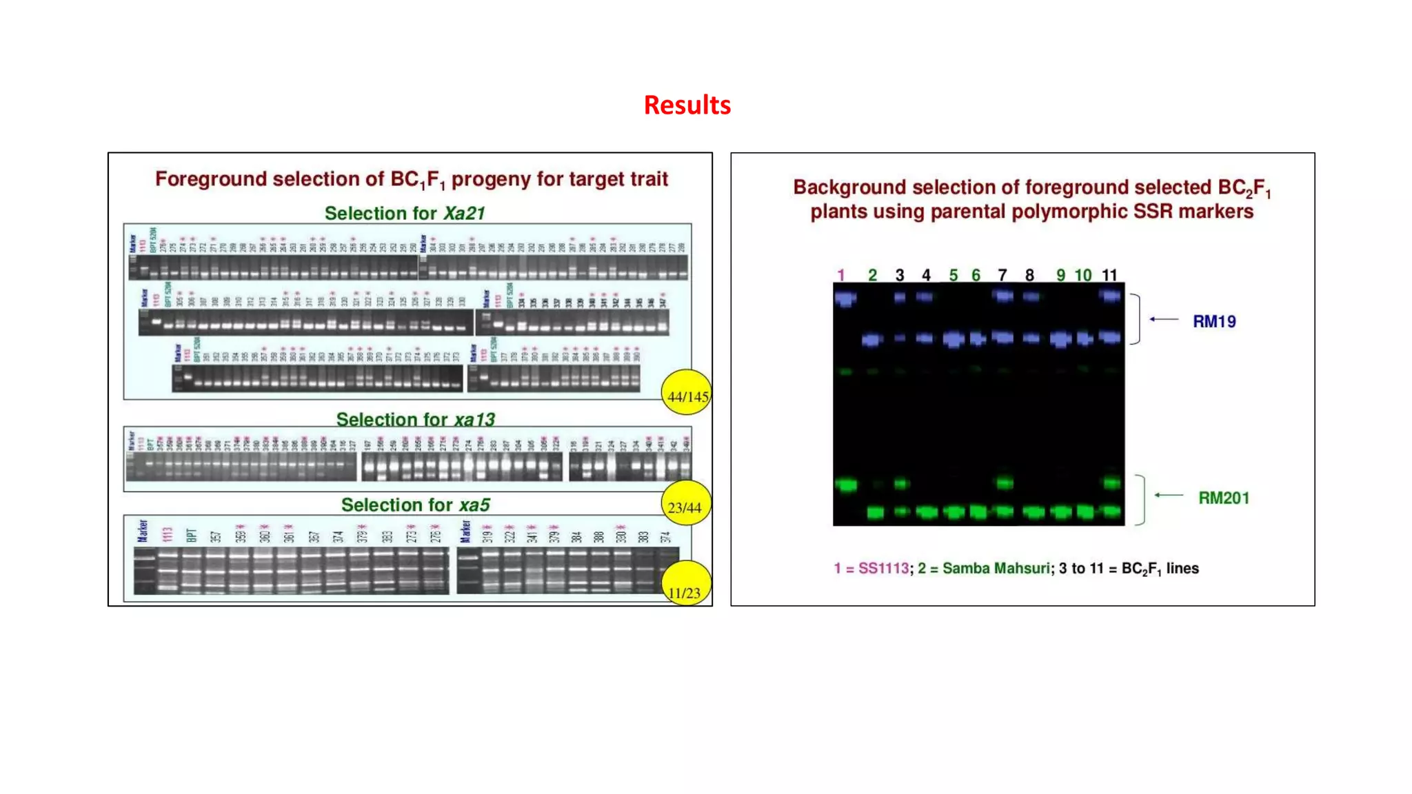 Marker Assisted Selection for Disease Resistance in Rice.pptx
