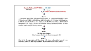 Marker Assisted Selection for Disease Resistance in Rice.pptx