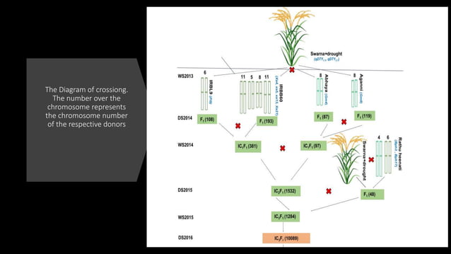 Marker assisted selection in rice | PPTX | Genetics | Science