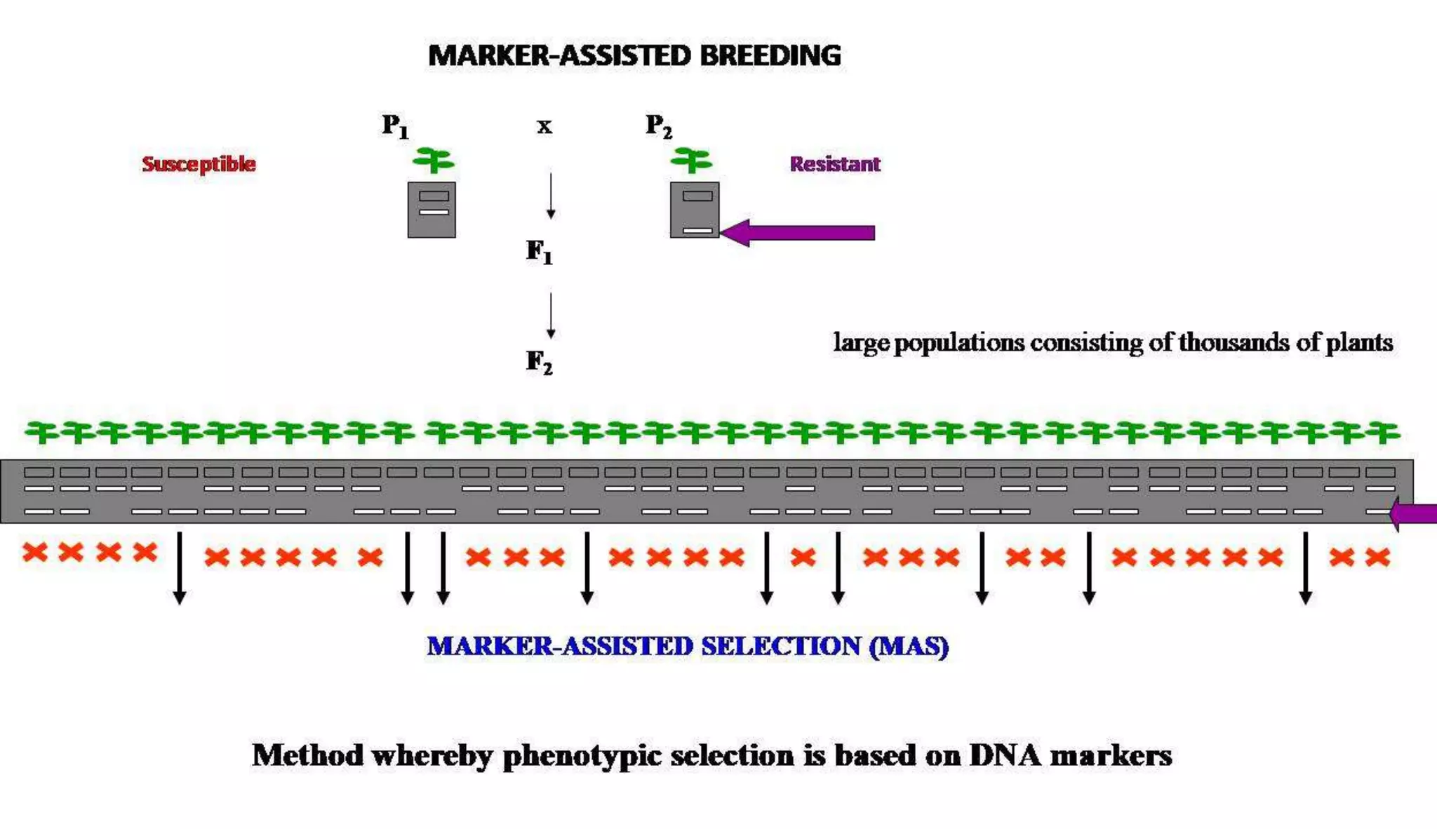 Marker Assisted Selection Mas And Its Application In Plant Breeding