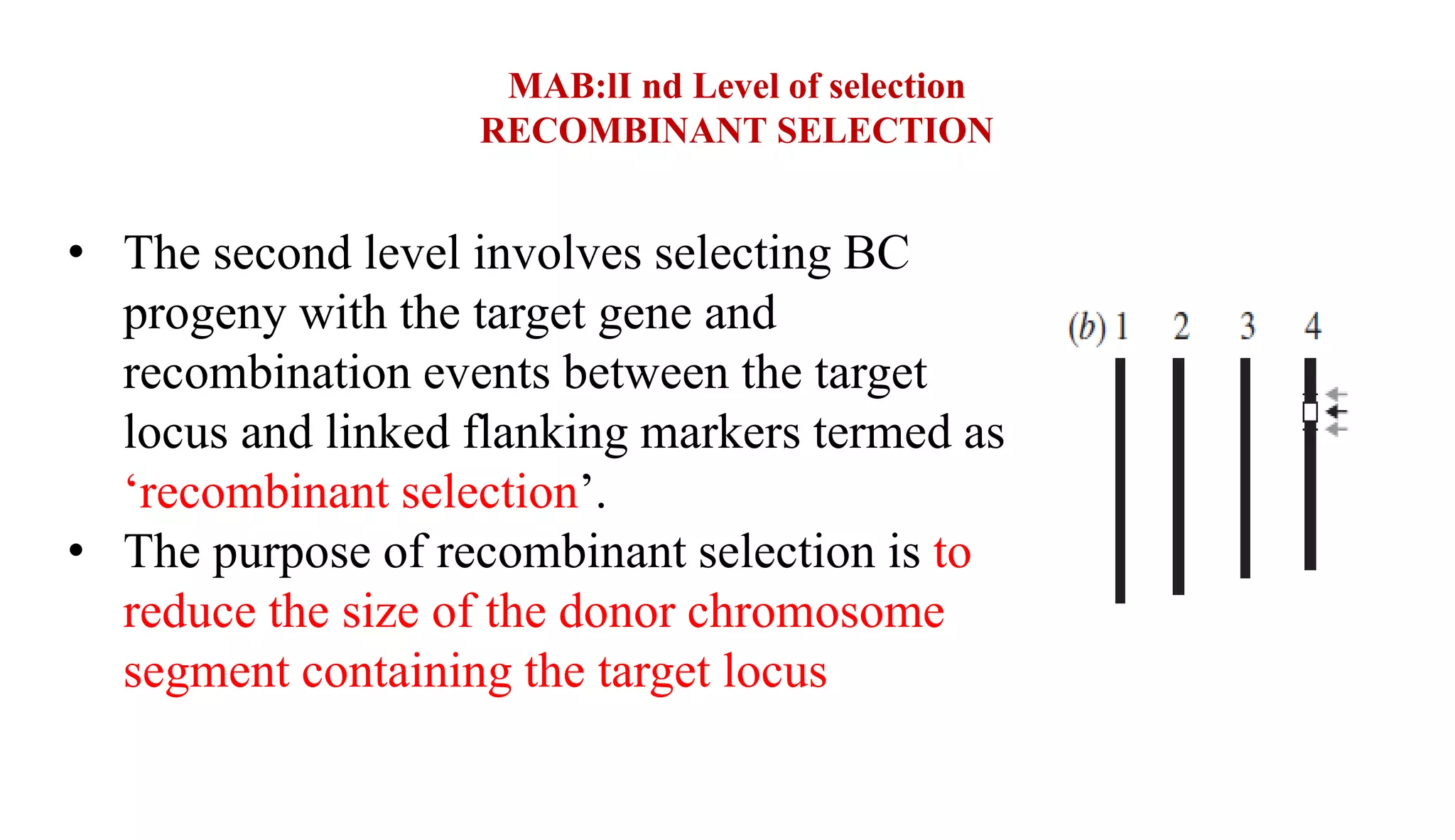 Marker assisted selection( mas) and its application in plant breeding | PPTX