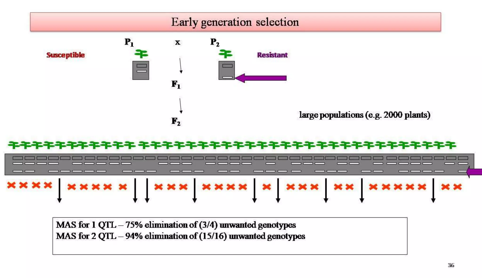 Marker assisted selection( mas) and its application in plant breeding | PPTX
