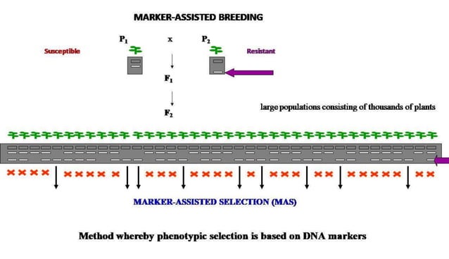 Marker assisted selection( mas) and its application in plant breeding ...