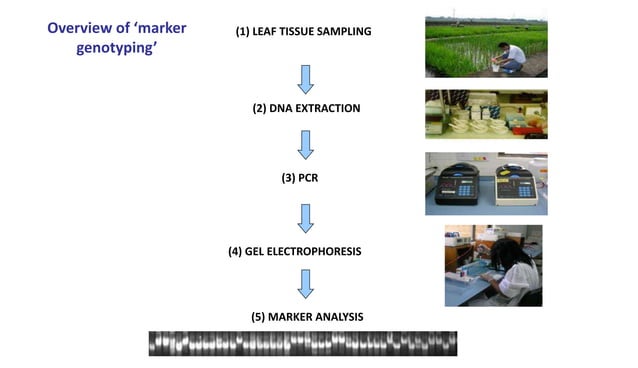 Marker assisted selection( mas) and its application in plant breeding ...