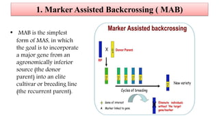 Marker assisted selection( mas) and its application in plant breeding | PPTX