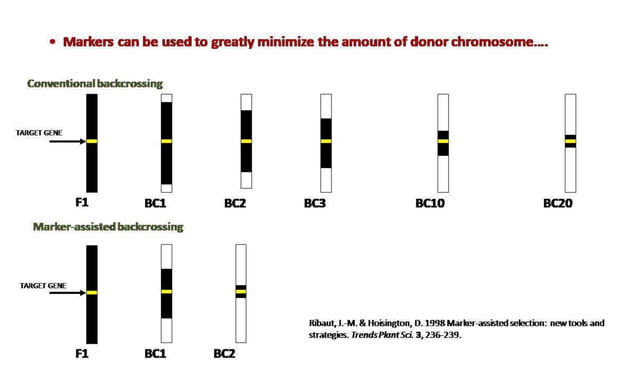 Marker assisted selection( mas) and its application in plant breeding ...