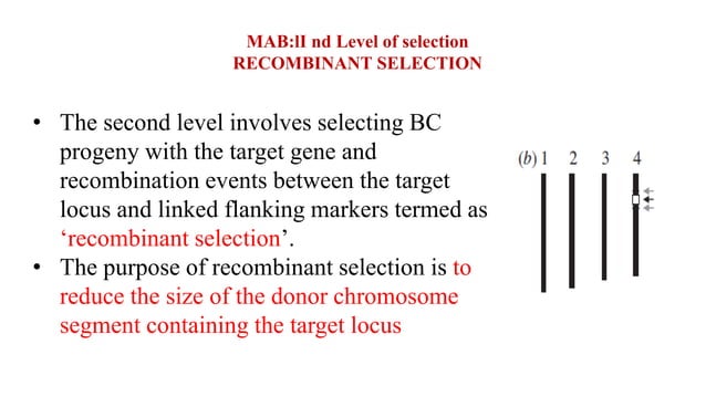 Marker assisted selection( mas) and its application in plant breeding ...