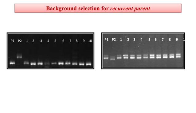 Marker assisted selection( mas) and its application in plant breeding ...
