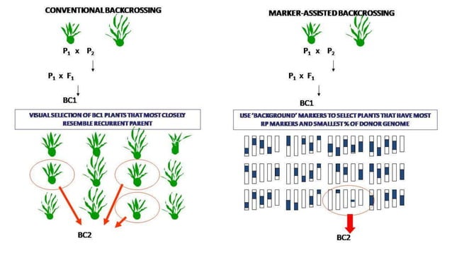 Marker assisted selection( mas) and its application in plant breeding ...