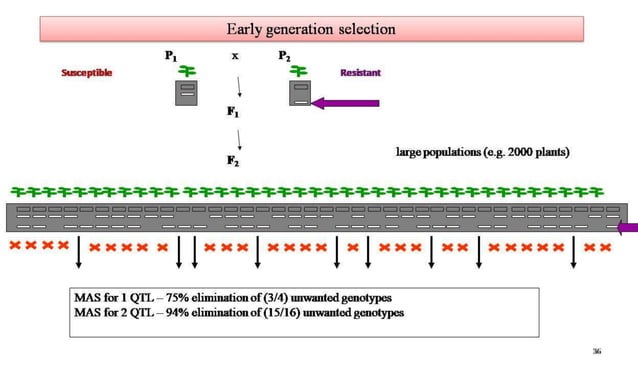 Marker assisted selection( mas) and its application in plant breeding ...