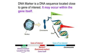 Marker assisted selection( mas) and its application in plant breeding | PPTX