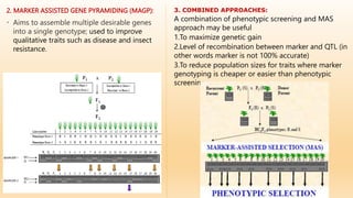 Marker assisted selection (rice).pptx