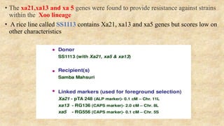 Marker assisted selection (rice).pptx