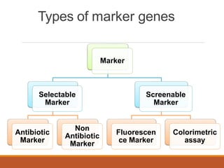 Markers - Transgenics.pptx