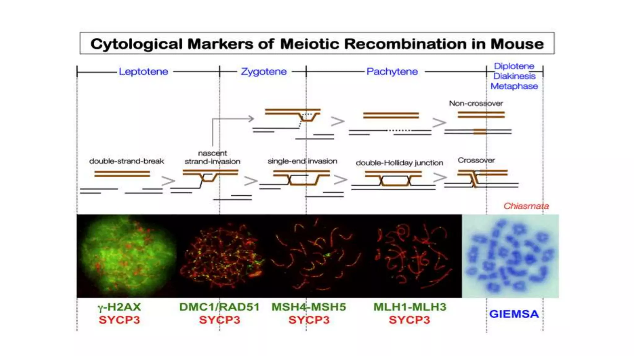 Morphological, Cytological and Biochemical Markers | PPTX