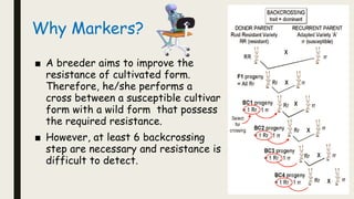 Morphological, Cytological and Biochemical Markers | PPTX