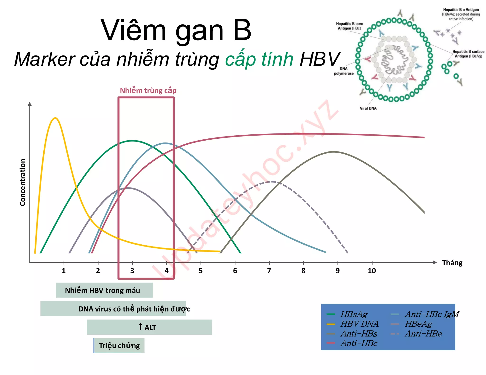 Marker & Lưu đồ chẩn đoán Viêm gan siêu vi B&C | PDF