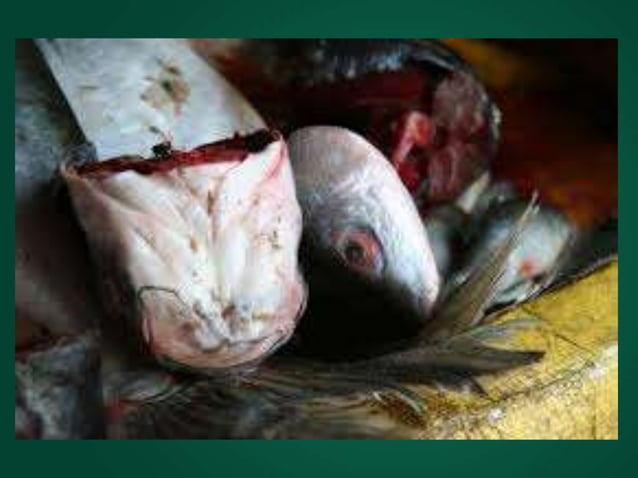 Market Forms of Fish.pptx | Fish and Aquariums | Pets