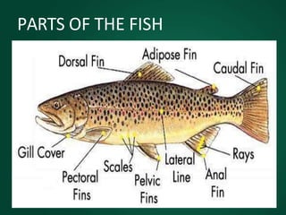 Market Forms of Fish.pptx