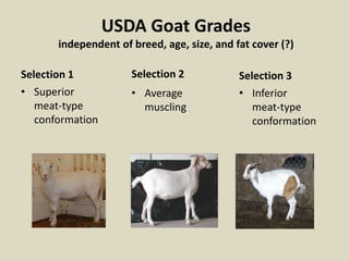 Goat Marketing Options | PPTX