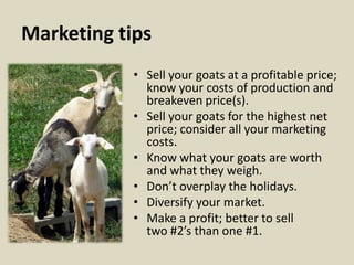 Goat Marketing Options | PPTX