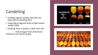 Marketing quality eggs.pptx