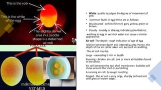 Marketing quality eggs.pptx