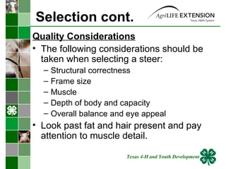 Market Steer Essentials | PPT | Nutrition | Healthy Living