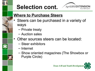 Market Steer Essentials | PPT | Nutrition | Healthy Living