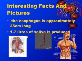 Mark hildebrandt the digestive system slides | PPT