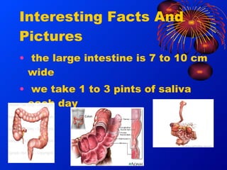 Mark hildebrandt the digestive system slides | PPT | Medical Health