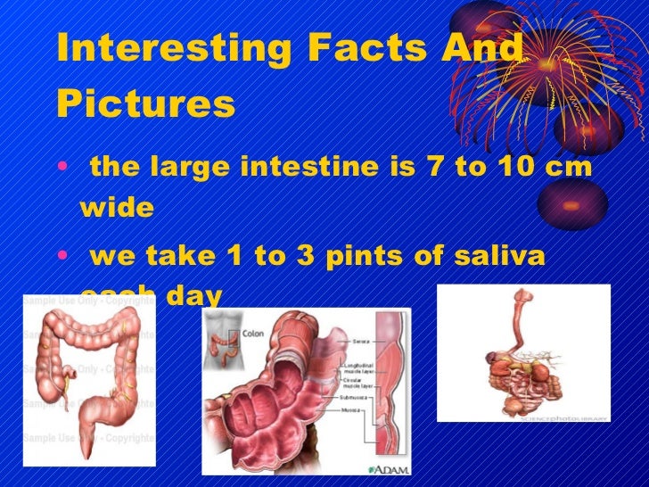 10 Facts About The Digestive System