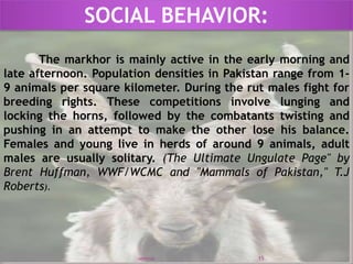 Markhor | PPTX