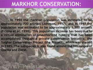 Markhor | PPTX