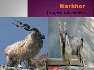 Markhor | PPTX