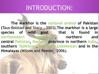 Markhor | PPTX