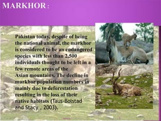 Markhor | PPTX
