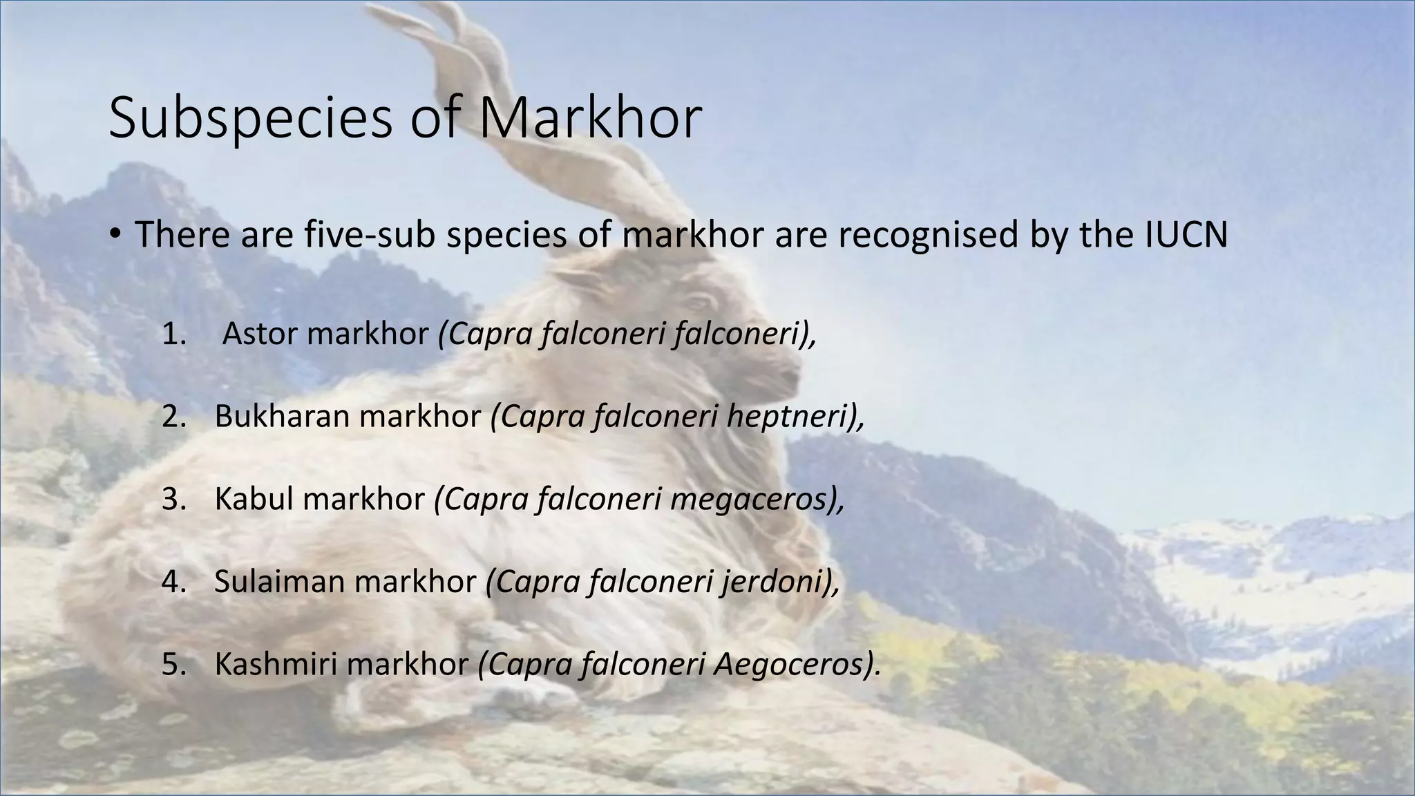 Markhor | PPTX
