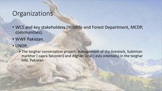 Markhor | PPTX