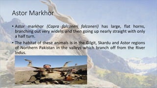 Markhor | PPTX