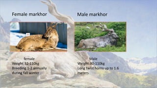 Markhor | PPT