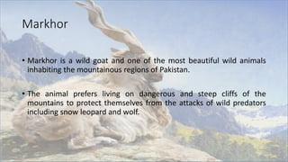 Markhor | PPT