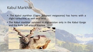 Markhor | PPT