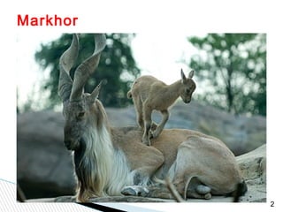 Markhor | PPT