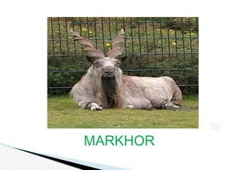 Markhor | PPT