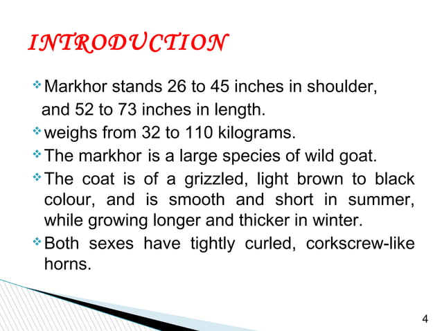 Markhor | PPT