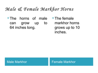 Markhor | PPT